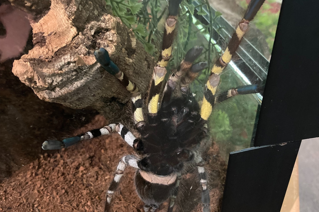 Victoria Bug Zoo: A Unique Experience For Insect-Loving Kids And Adults ...